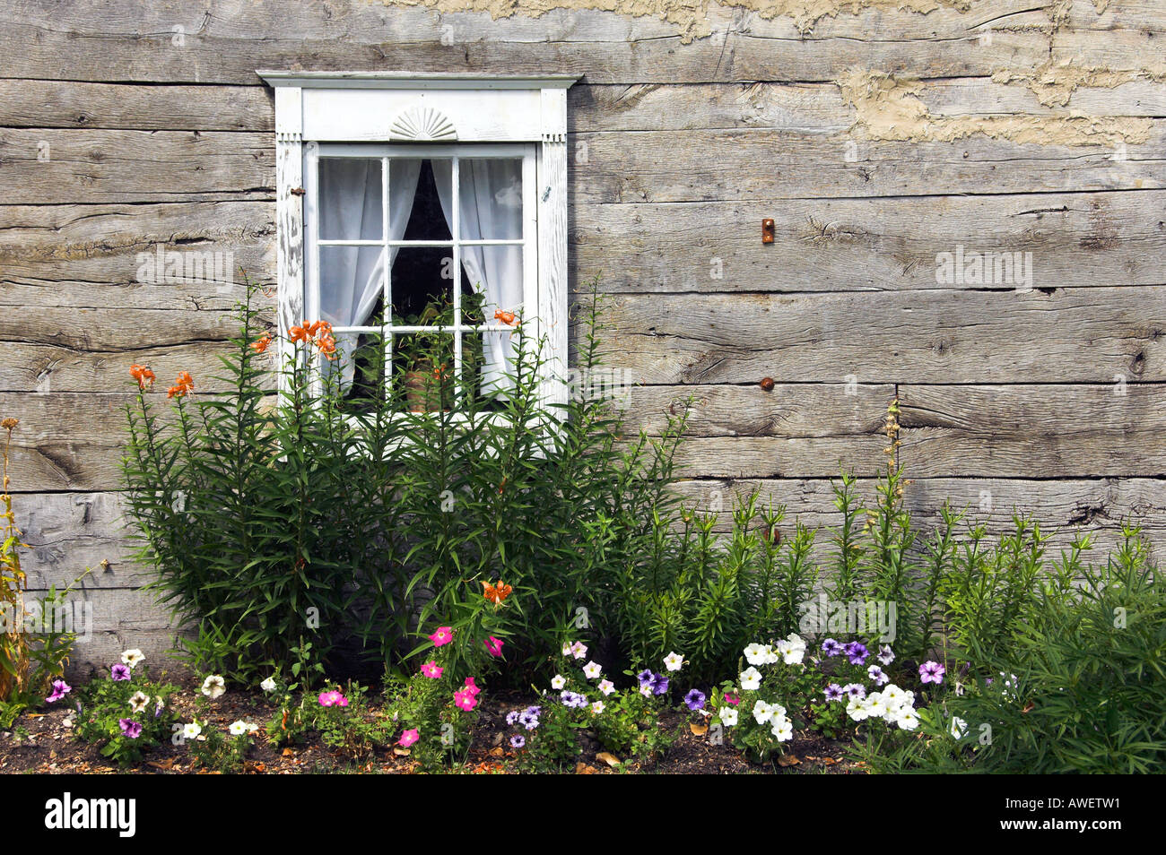 A old log cottage window with white curtains and flowers at The ...