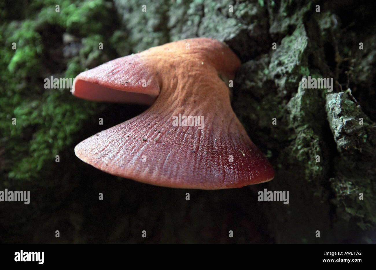 Close-up of Beef steak Fungus Fistulina hepatica Stock Photo - Alamy