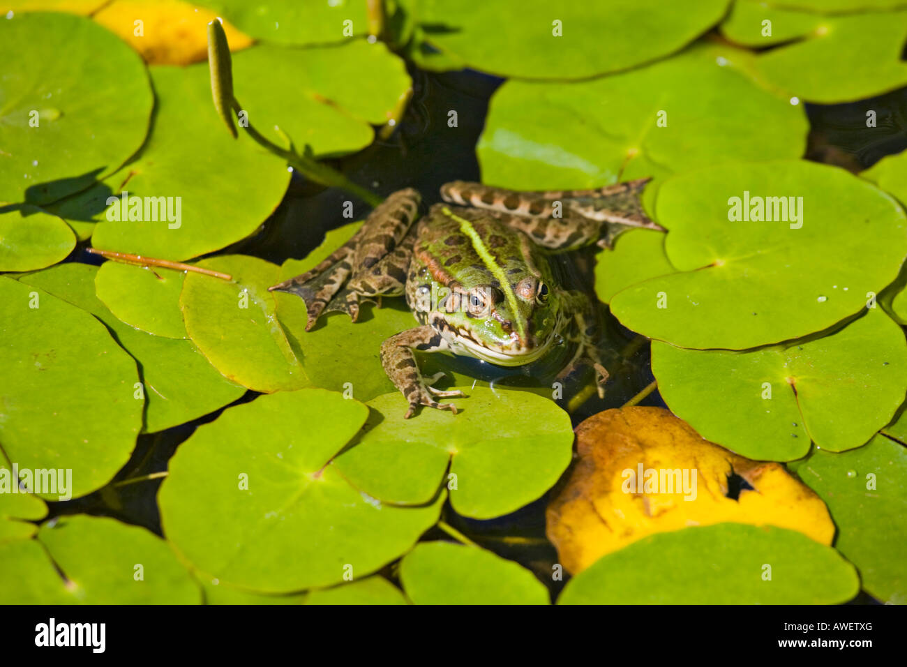 Edible Frog (Pelophylax kl. esculentus Stock Photo - Alamy