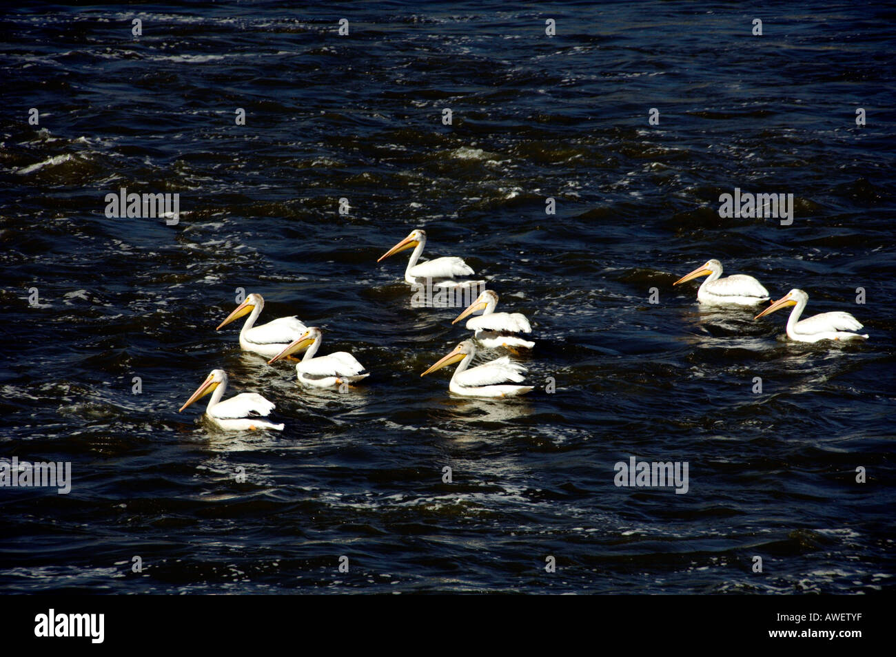 A flock of white pelicans on the Red River at Lockport Manitoba Canada ...