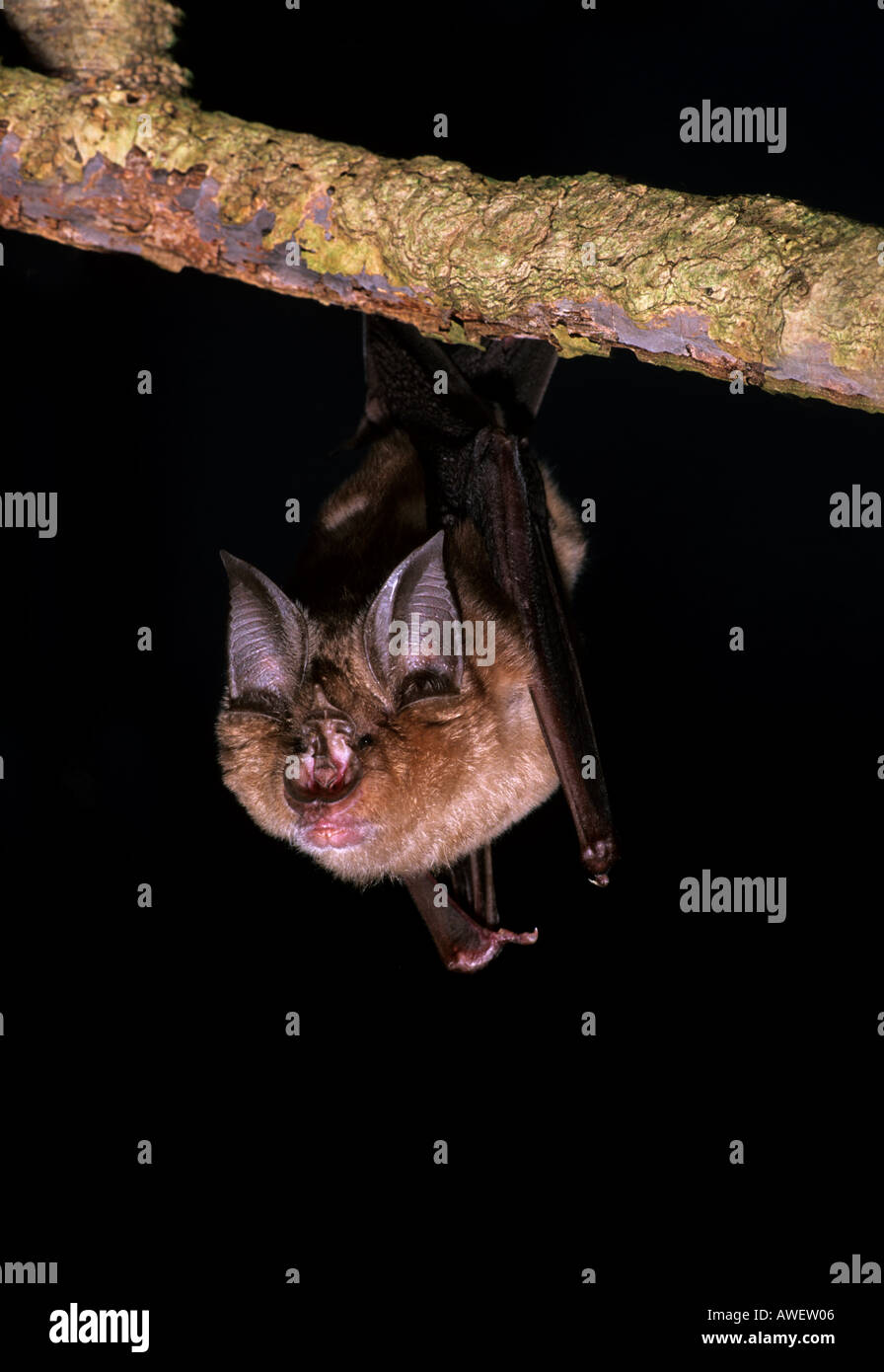 greater horseshoe bat; Rhinolophus ferrumequinum; Cornwall; UK Stock ...