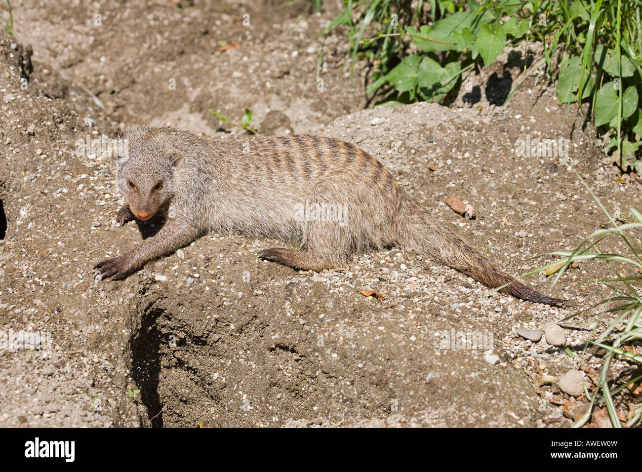 Zoo austria hellbrunn hi-res stock photography and images - Alamy