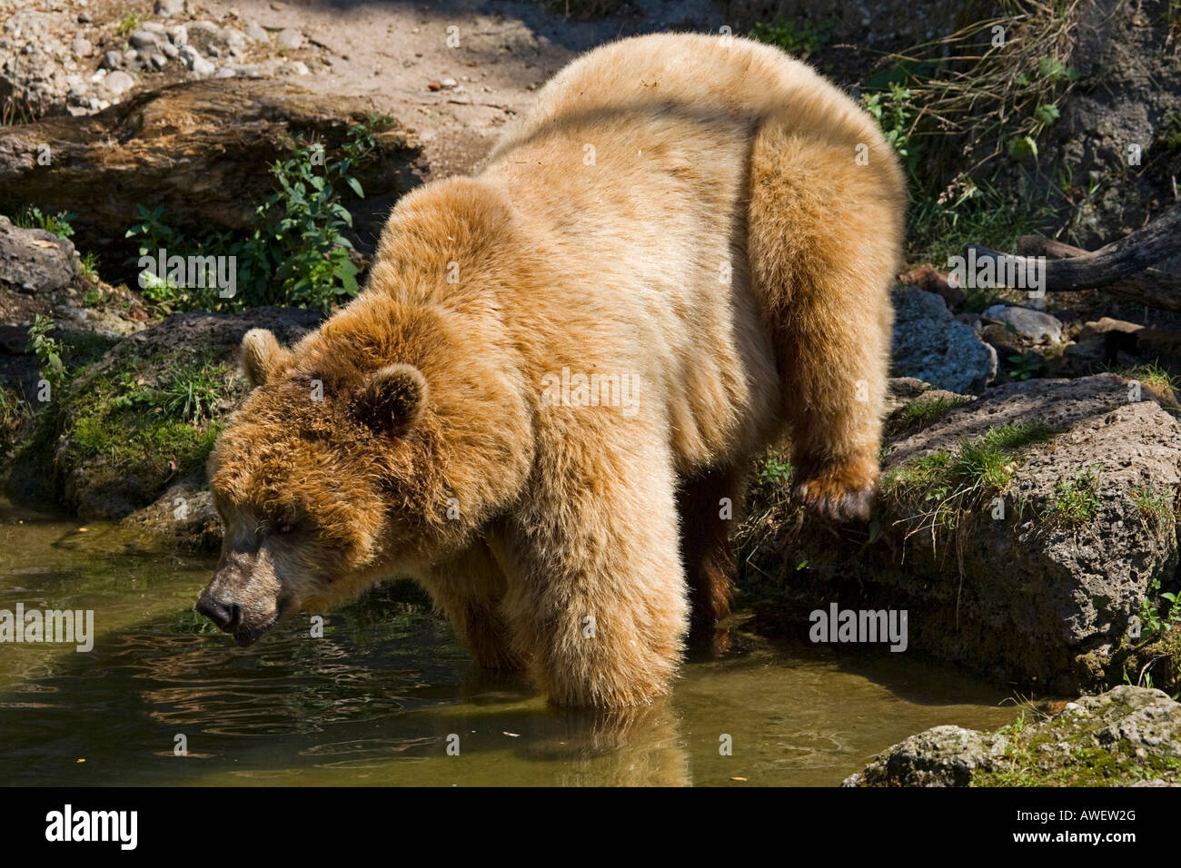Brown Bear (Ursus arctos) at Hellbrunn Zoo, Salzburg, Austria, Europe ...