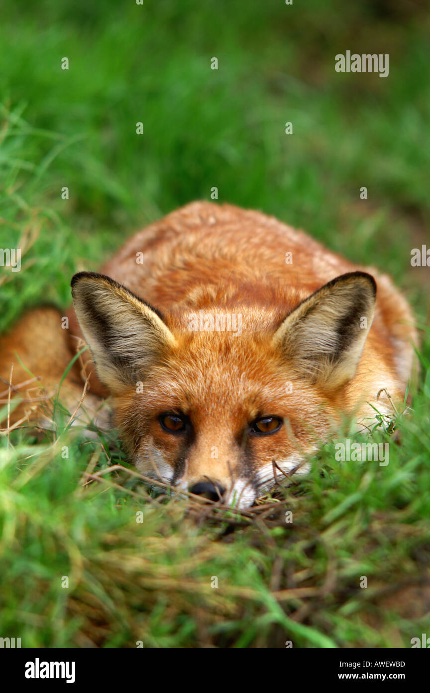 Fox Vulpes vulpes lying down Cornwall 2005 Stock Photo - Alamy