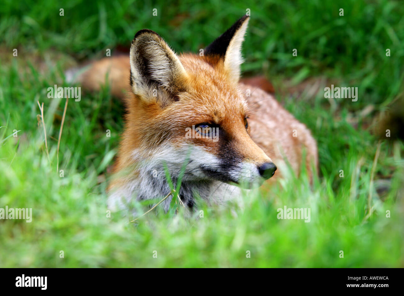 Fox Vulpes vulpes lying down Cornwall 2005 Stock Photo - Alamy