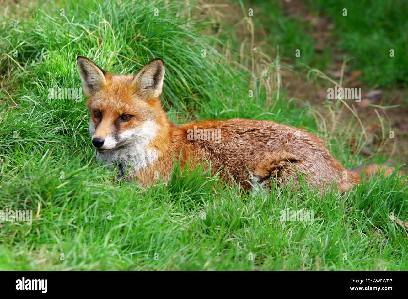 Fox Vulpes vulpes lying down Cornwall 2005 Stock Photo - Alamy
