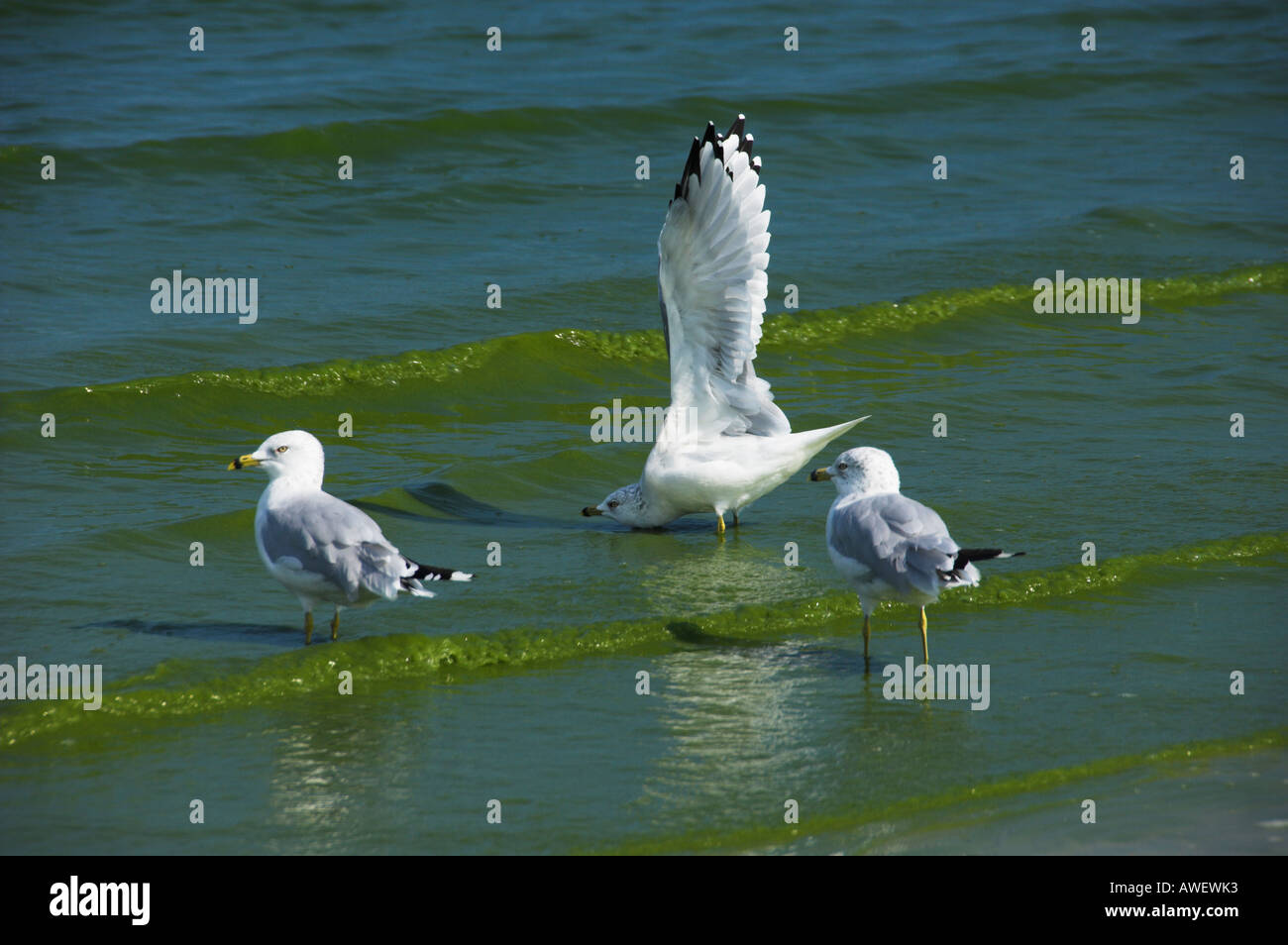 Sea gulls in the water with blue green algae bloom at Grand Beach on ...