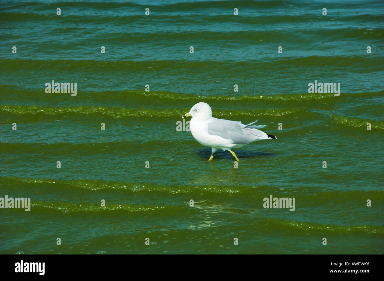 Sea gulls in the water with blue green algae bloom at Grand Beach on ...