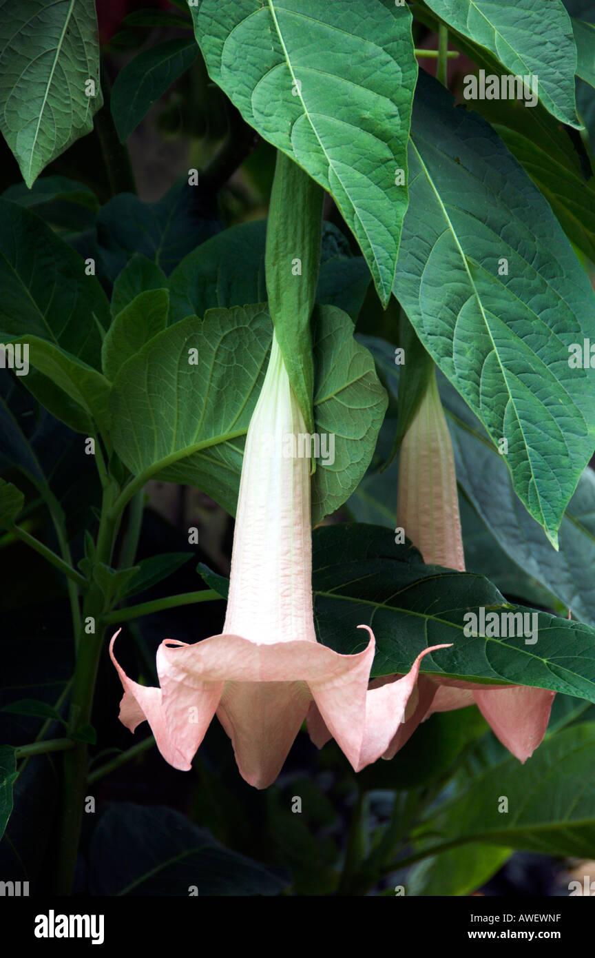 Angels trumpet brugmansia garden hi-res stock photography and images ...