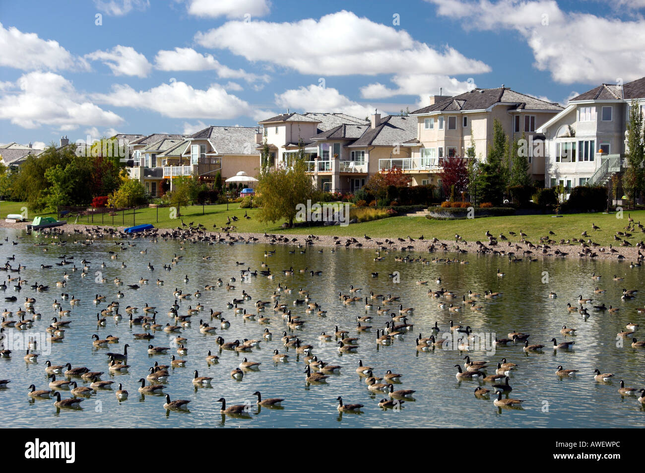 Wild Canada geese gather for the fall migration in retention ponds in ...