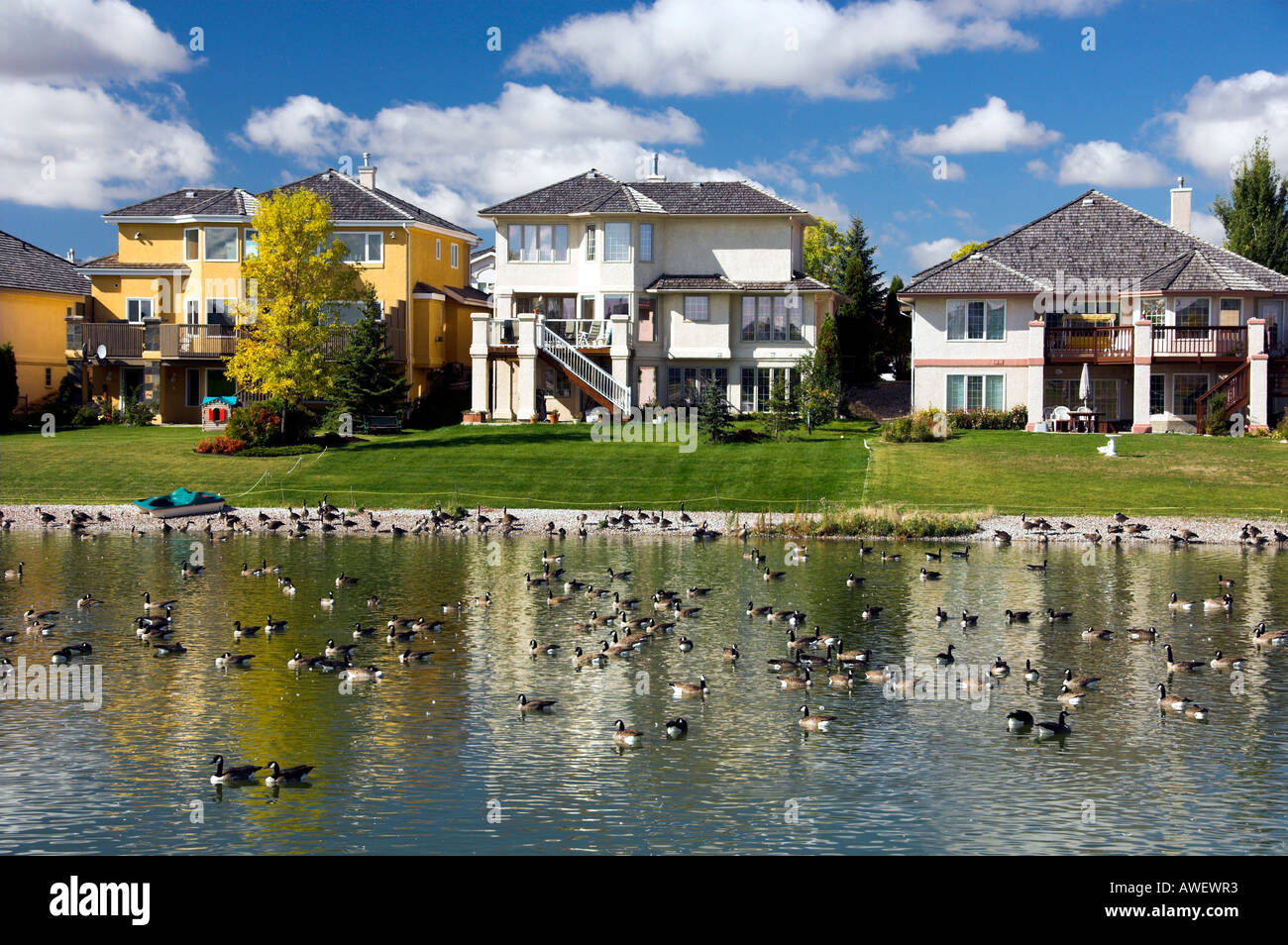Wild Canada geese gather for the fall migration in retention ponds in ...