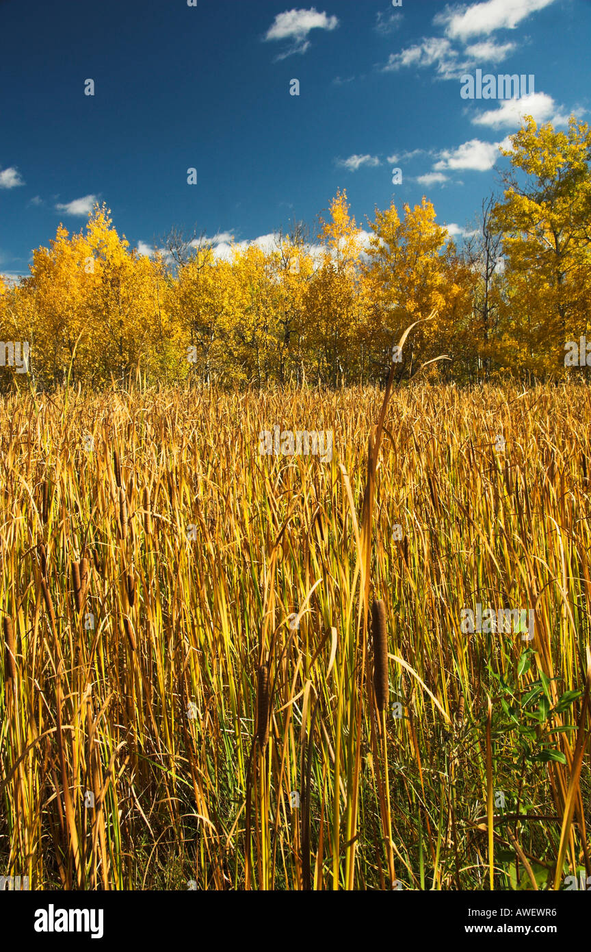 Fall foliage color in trees and bullrush marshes at the Fort Whyte ...