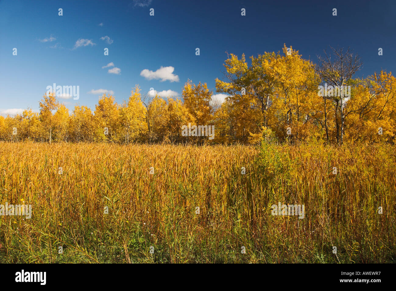 Fall foliage color in trees and bullrush marshes at the Fort Whyte ...