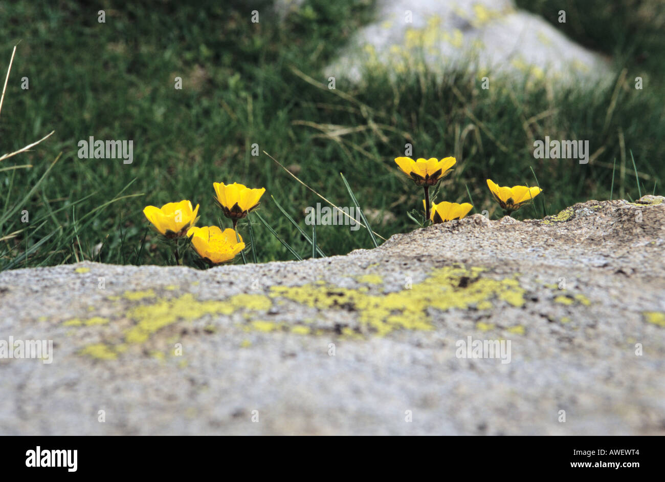 Cinquefoil Potentilla flowers in alpine environment World Heritage Site ...
