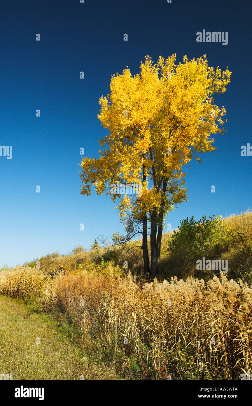 A large deciduous tree in bright yellow fall foliage color near Snow ...