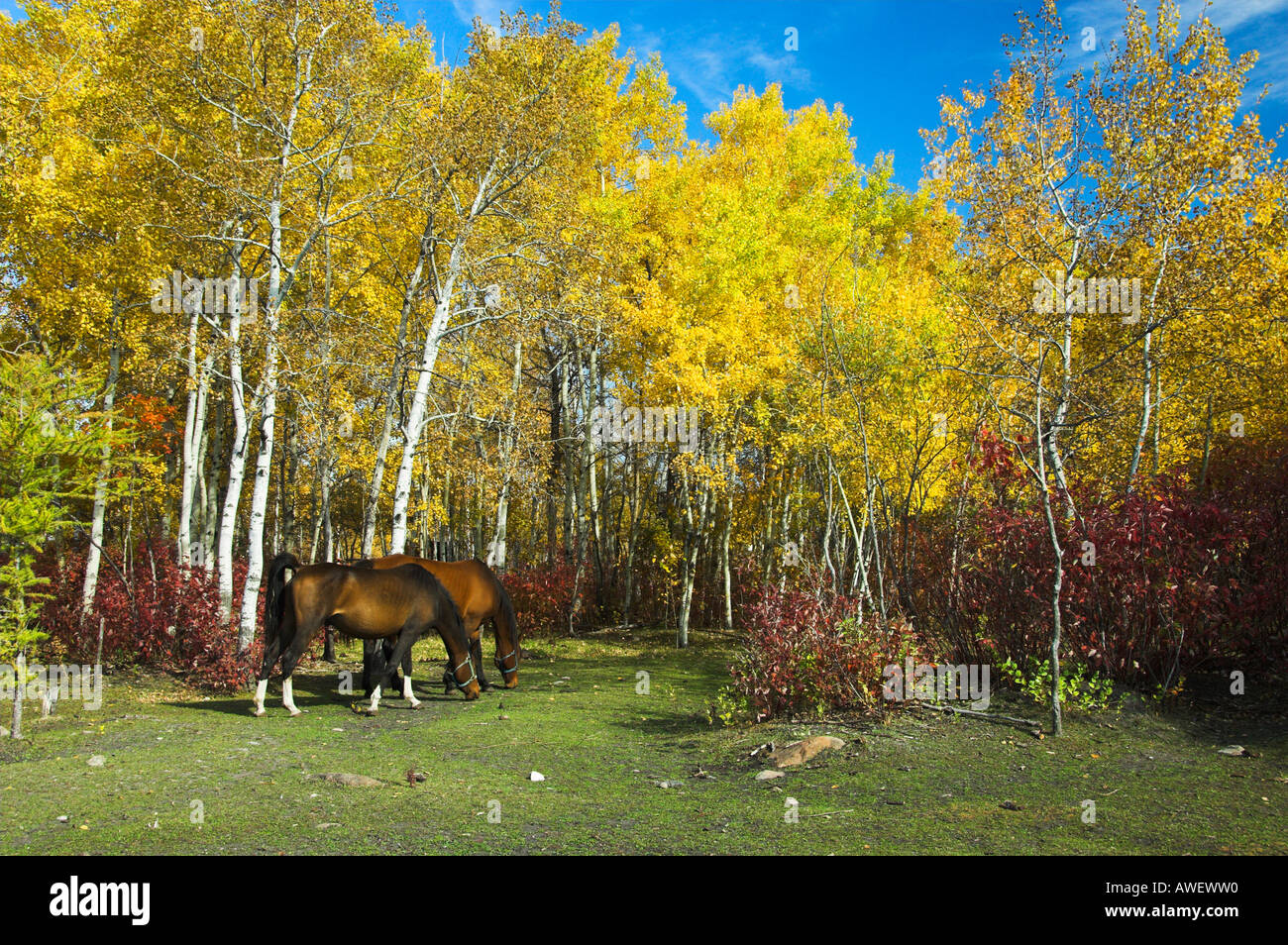 Grunthal hi-res stock photography and images - Alamy