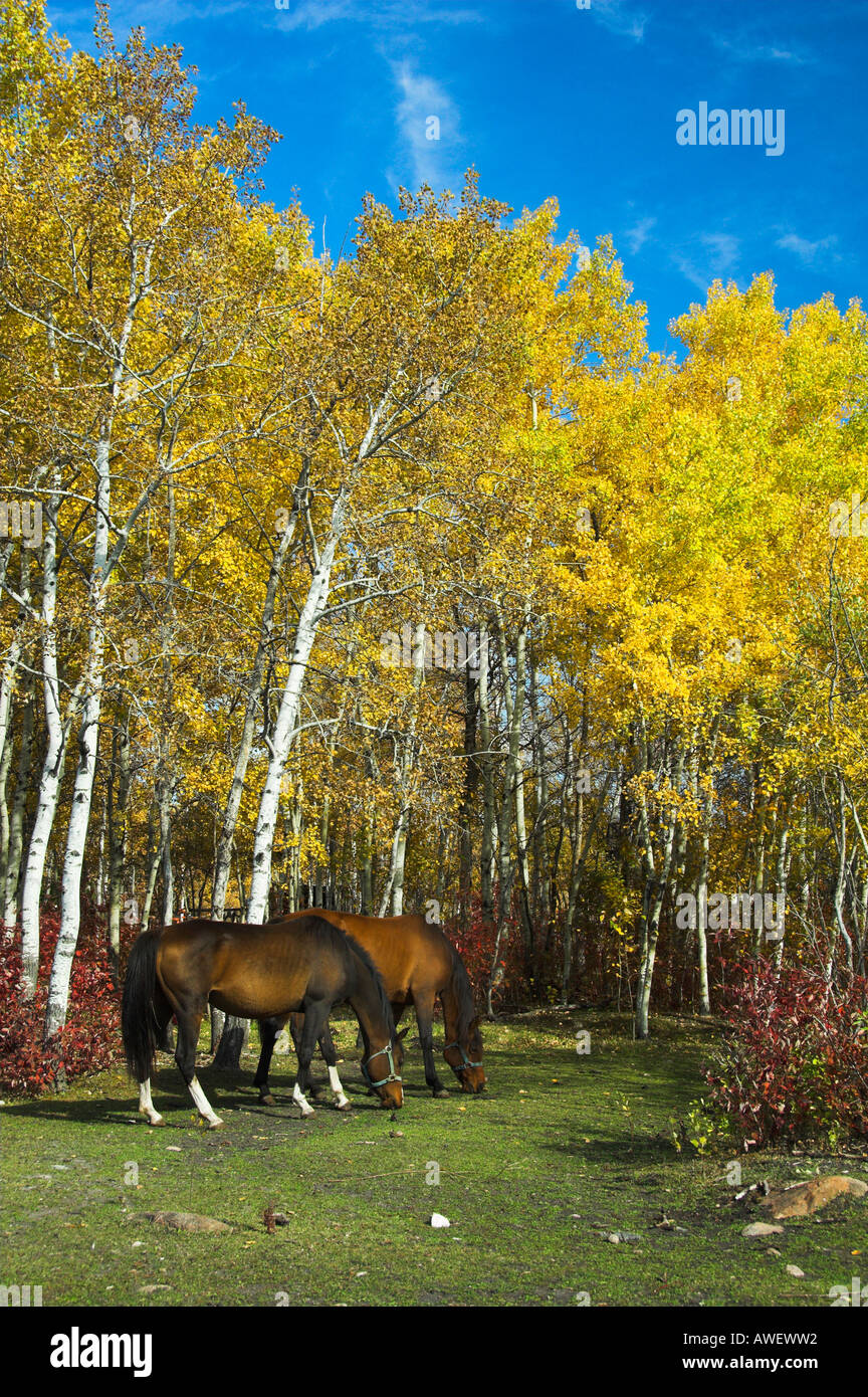 A pastoral scene with horses and fall foliage color near Grunthal ...