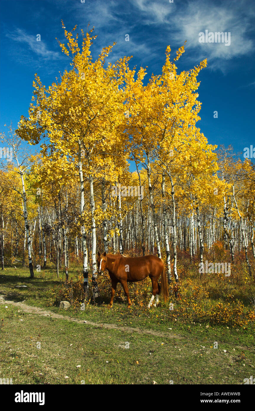 A pastoral scene with horses and fall foliage color near Grunthal ...