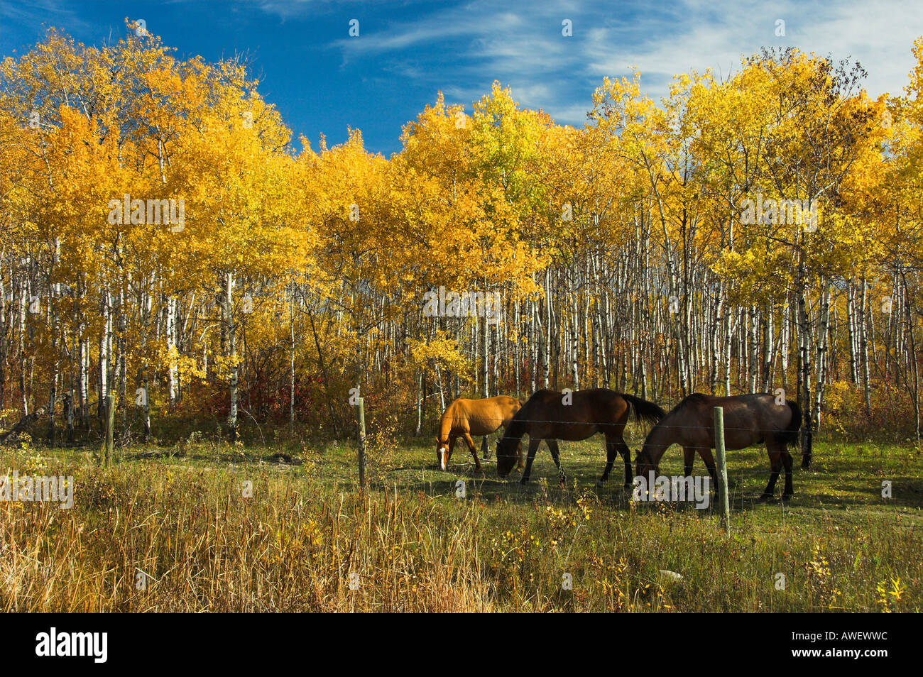 A pastoral scene with horses and fall foliage color near Grunthal ...