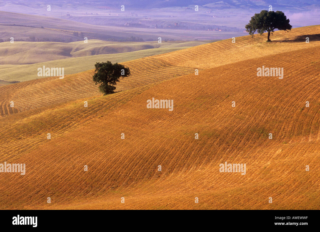 Two trees on hi-res stock photography and images - Alamy