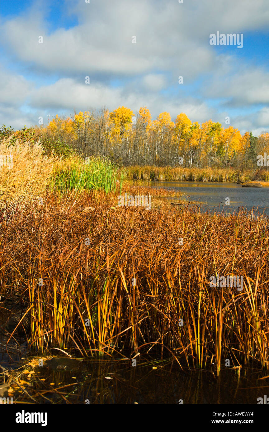 Fall foliage color and bullrush marshes in the Whiteshell Provincial ...