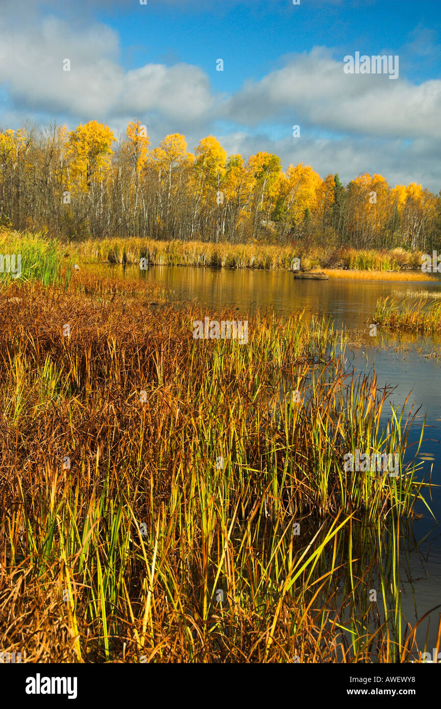 Fall foliage color and bullrush marshes in the Whiteshell Provincial ...