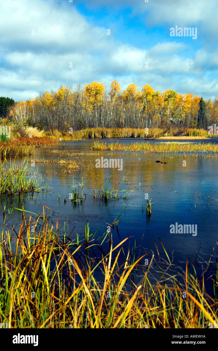 Fall foliage color and bullrush marshes in the Whiteshell Provincial ...