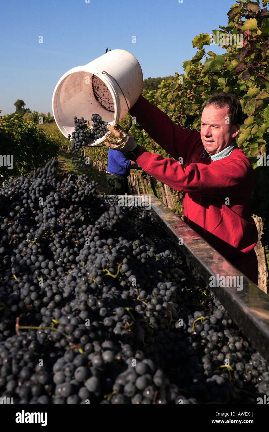 Grape gatherings hi-res stock photography and images - Alamy