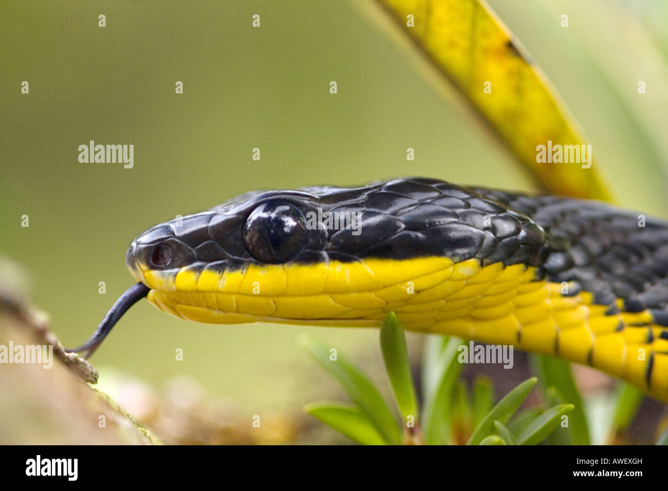 Large Bird-eating snake Pseustes poecilonotus, Panamanian rainforest ...