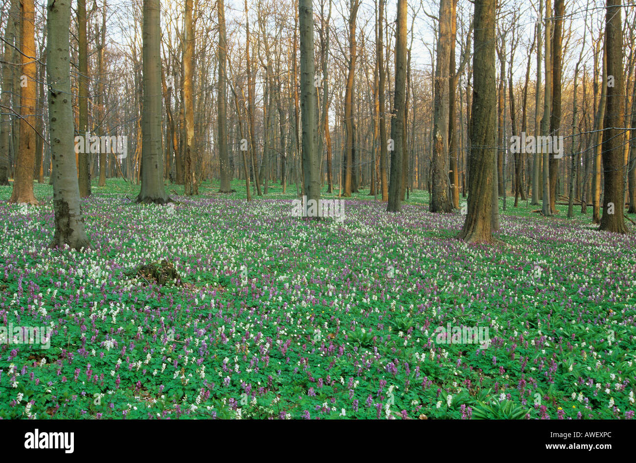 Beech bole hi-res stock photography and images - Alamy