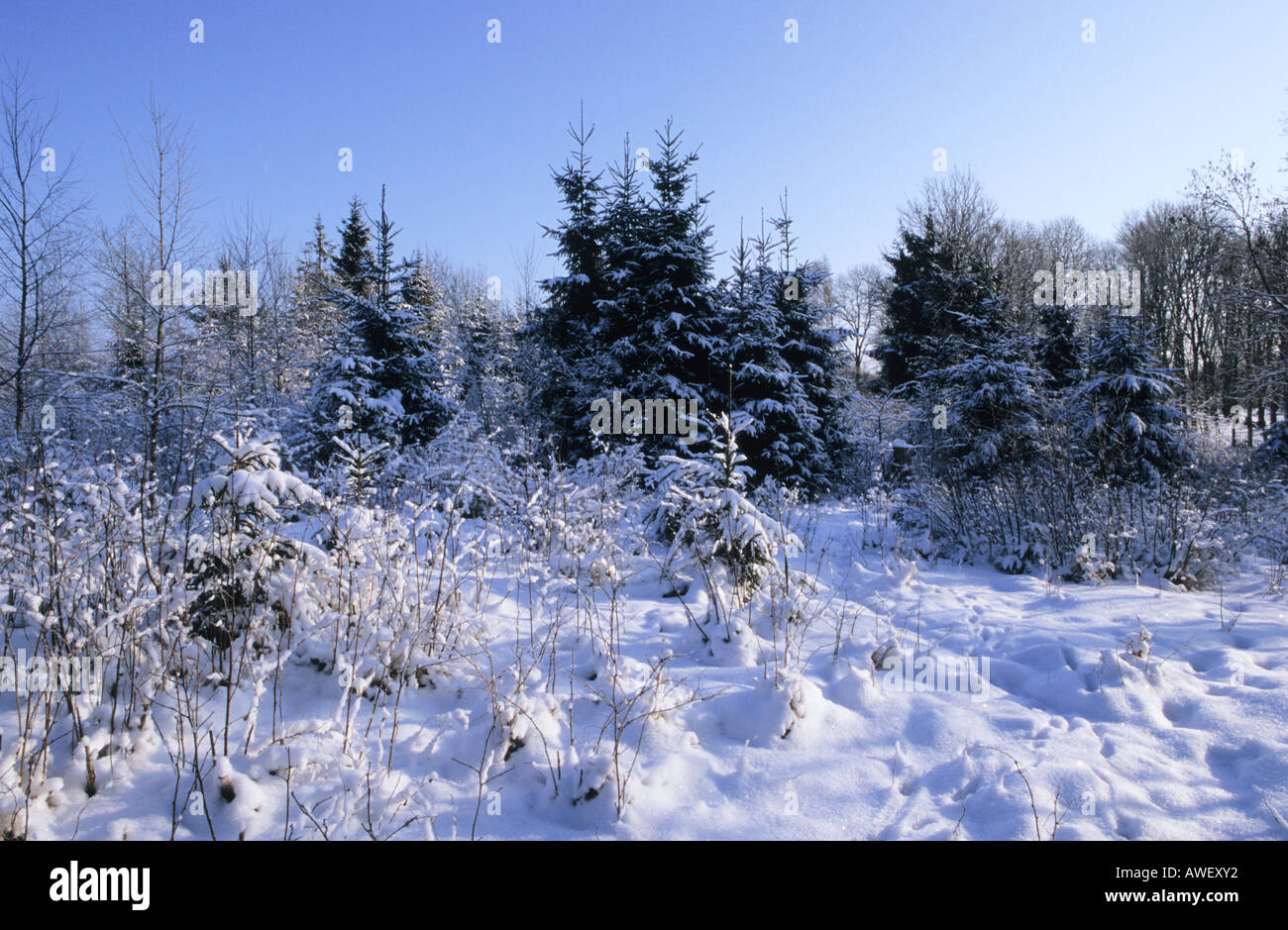Snow covered fir plantation hi-res stock photography and images - Alamy