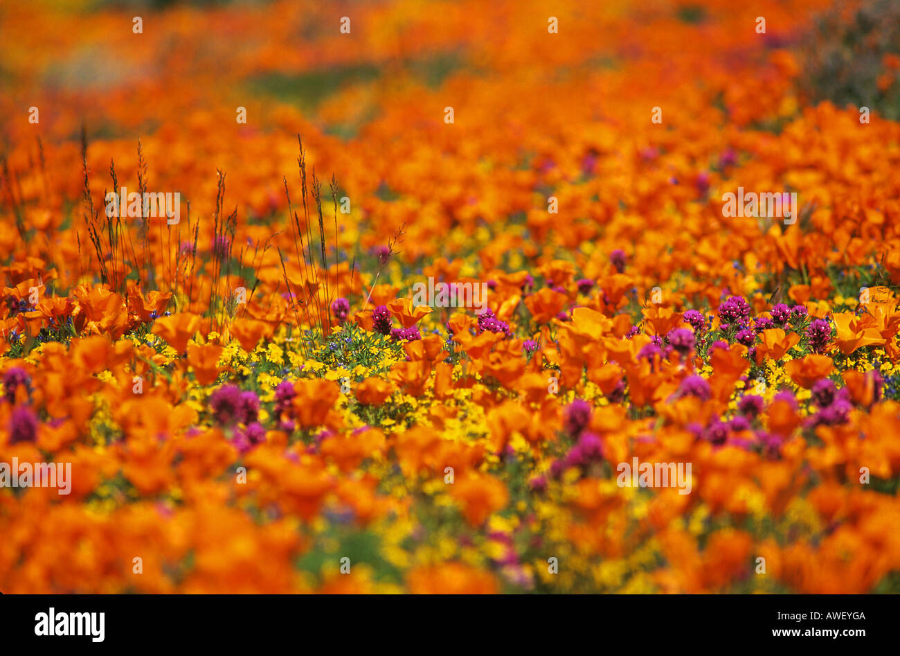 Different colored poppies hi-res stock photography and images - Alamy