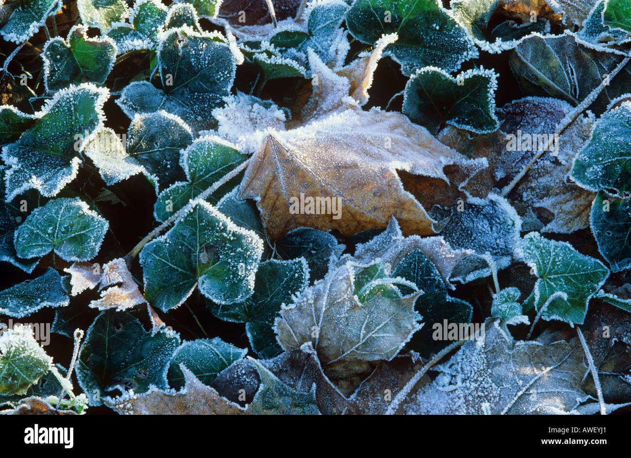 The rime hi-res stock photography and images - Alamy