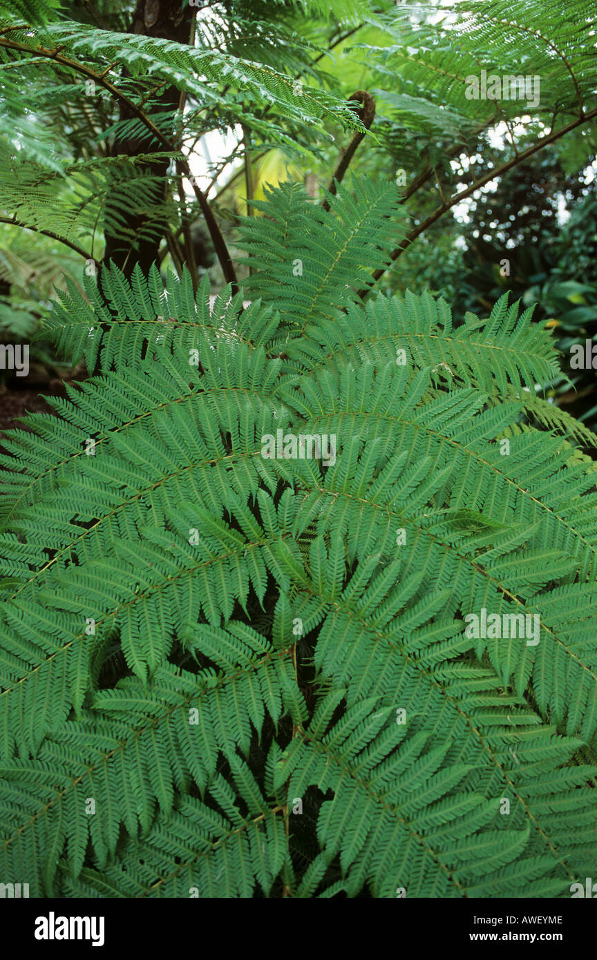 Tree fern dicksonia antarctica hi-res stock photography and images - Alamy