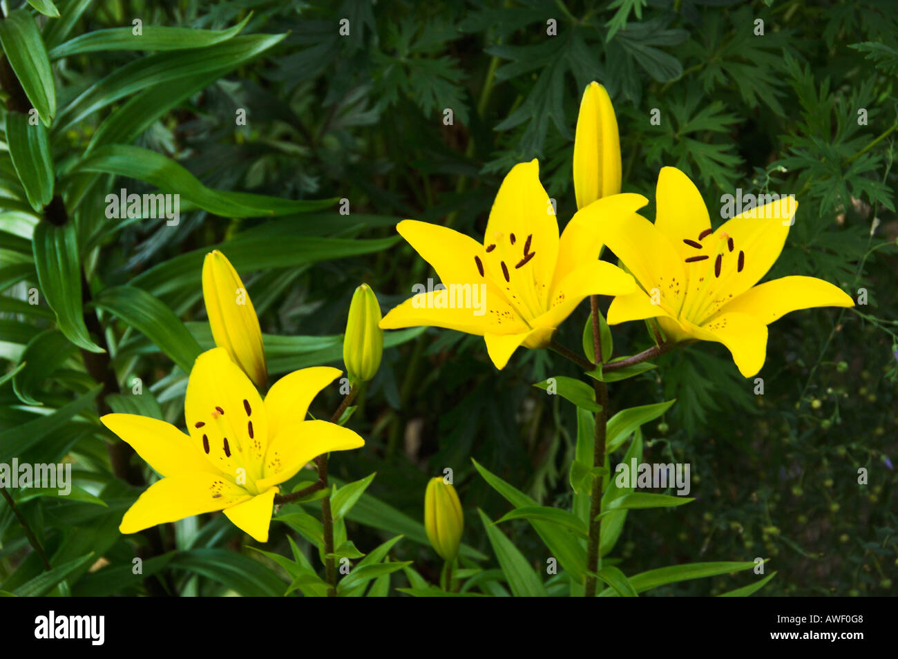 An arrangement of bright yellow hydrid lilies in Waldheim Saskatchewan ...