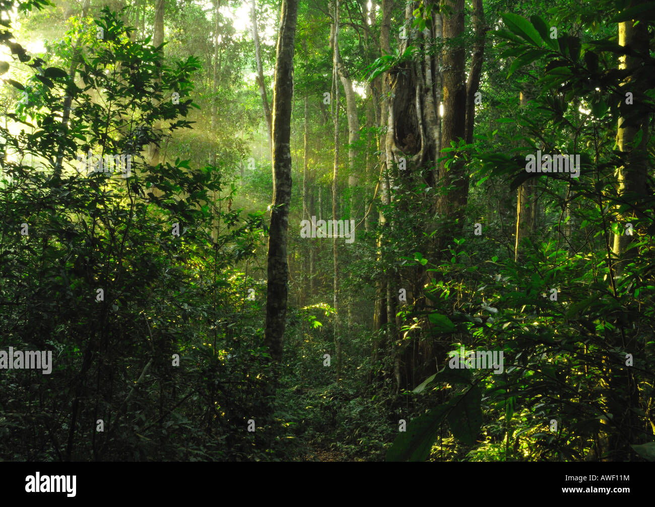 Tropical Monsoon Deciduous Forests