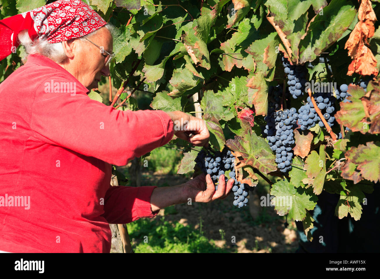 Grape gatherings hi-res stock photography and images - Alamy