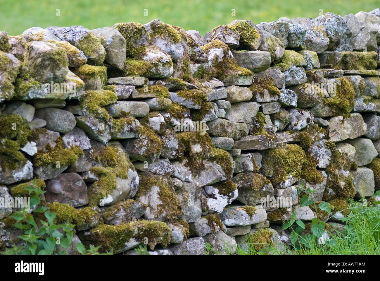 Yorkshire dales stone wall moss hi-res stock photography and images - Alamy