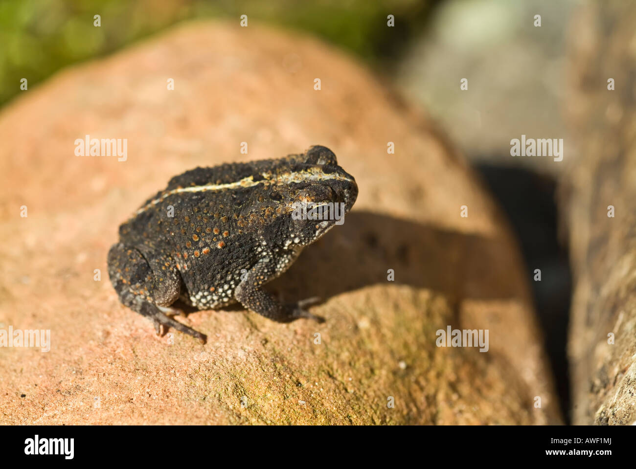 The oak toad, Anaxyrus quercicus, is in the Bufonidae family. It is ...
