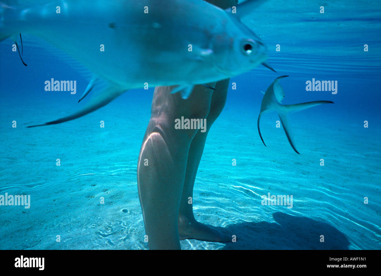 womans legs underwater with fish, maldives, indian ocean Stock Photo ...