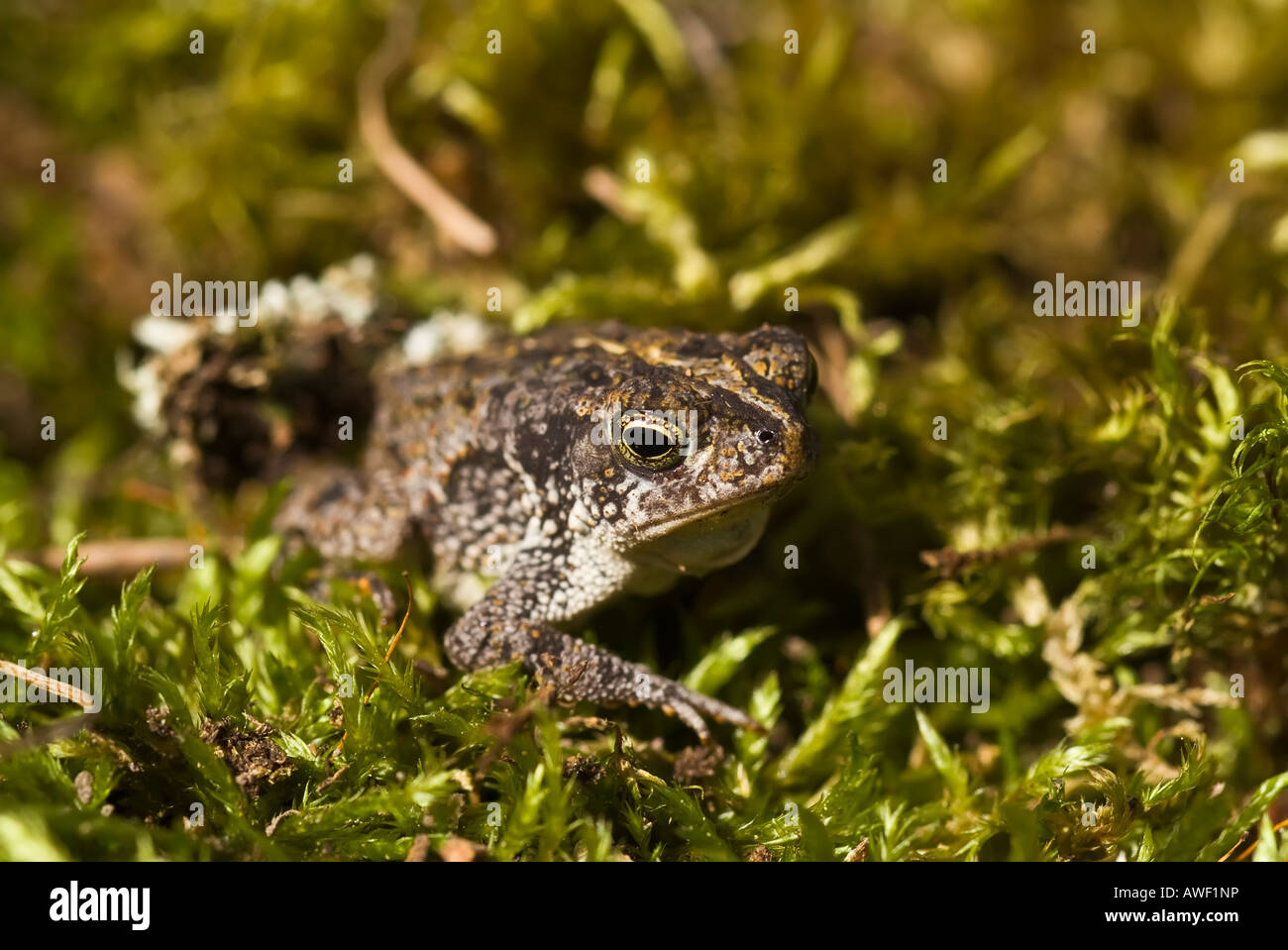 The oak toad, Anaxyrus quercicus, is in the Bufonidae family. It is ...