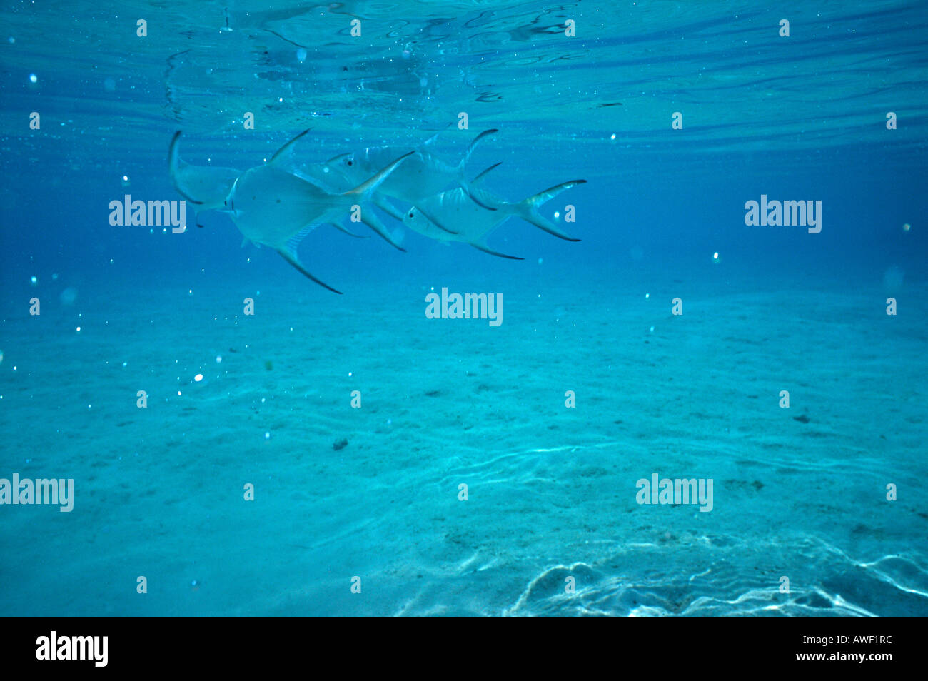 Small spotted pompano tropical marine fish swimming in a coral lagoon ...