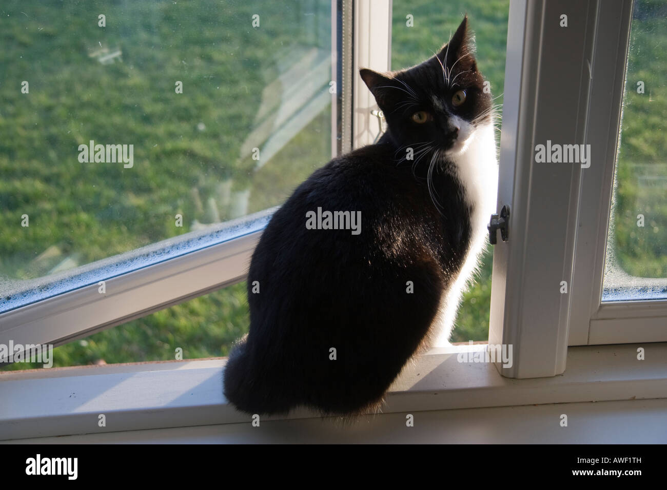 Cat in window Stock Photo - Alamy