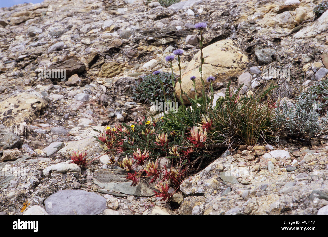 Group of Alpine plants on rocky surface Stock Photo - Alamy