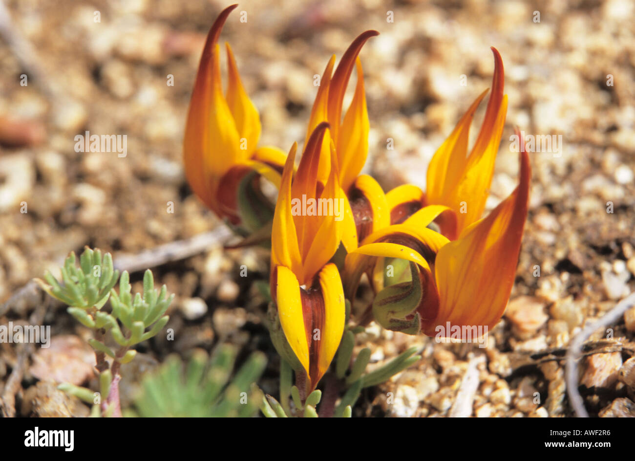 Lotus berthelotii flowers in Marimurtra Botanical Garden Blanes Girona ...