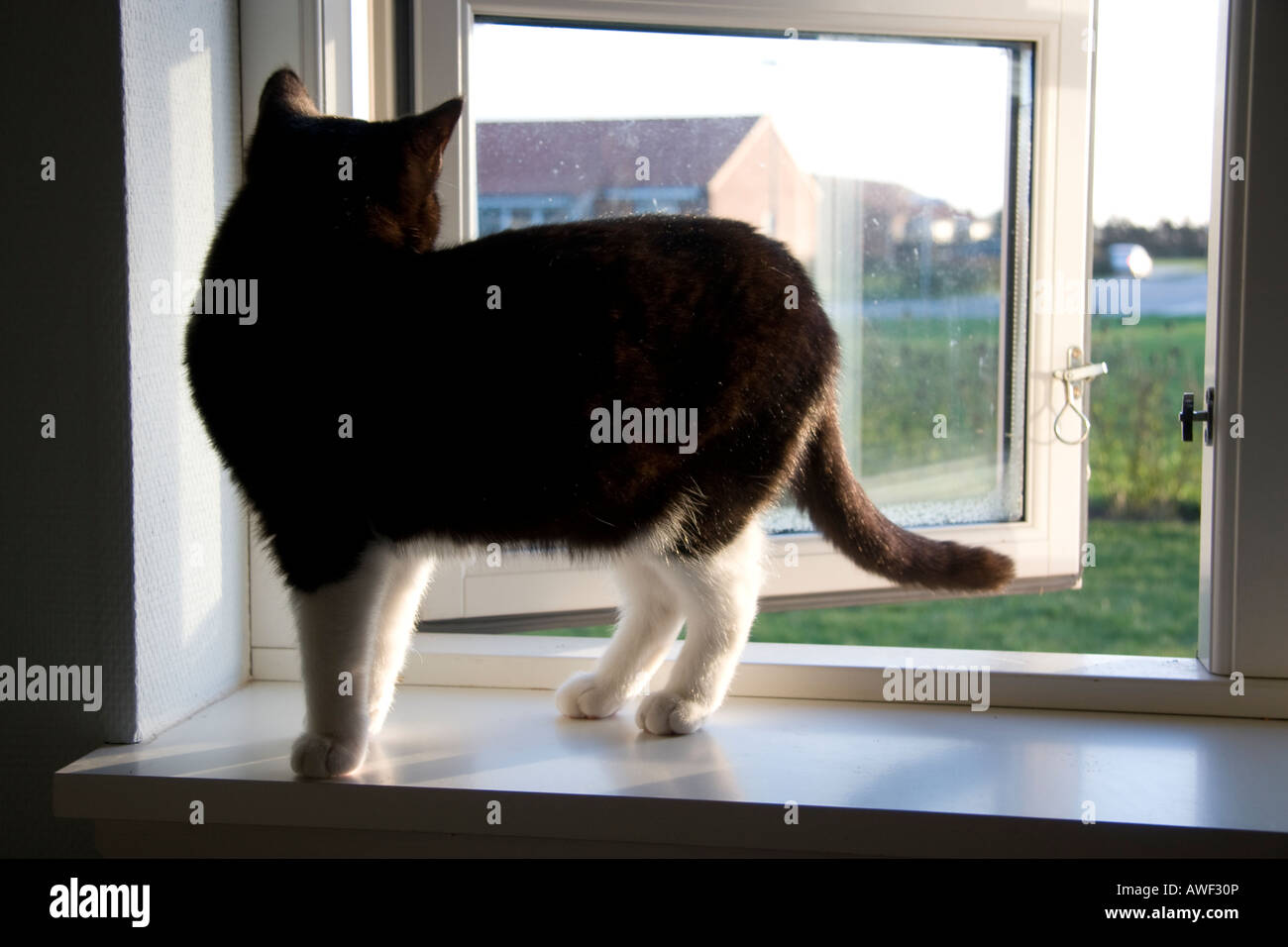 Cat in window Stock Photo - Alamy