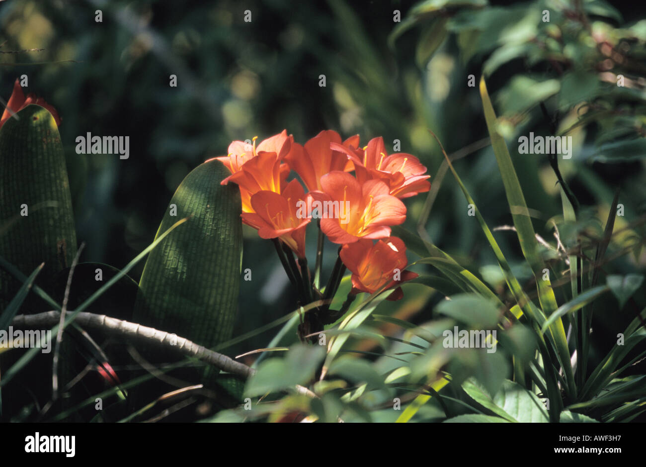 Clivia miniata flowers in Marimurtra Botanical Garden Blanes Girona ...