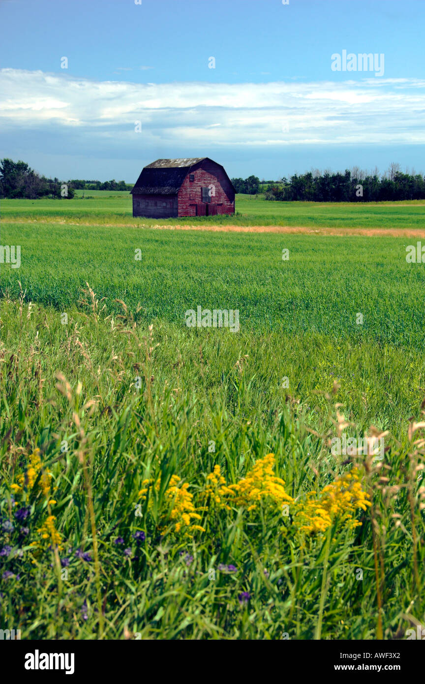 Canada prairies grassland hi-res stock photography and images - Alamy