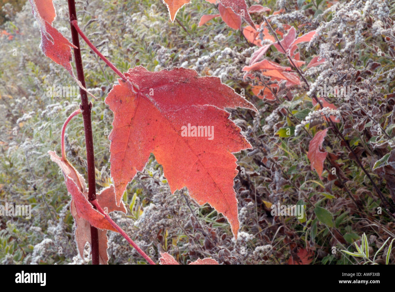 Maple Leafs covered with frost on a cold New England day during the ...