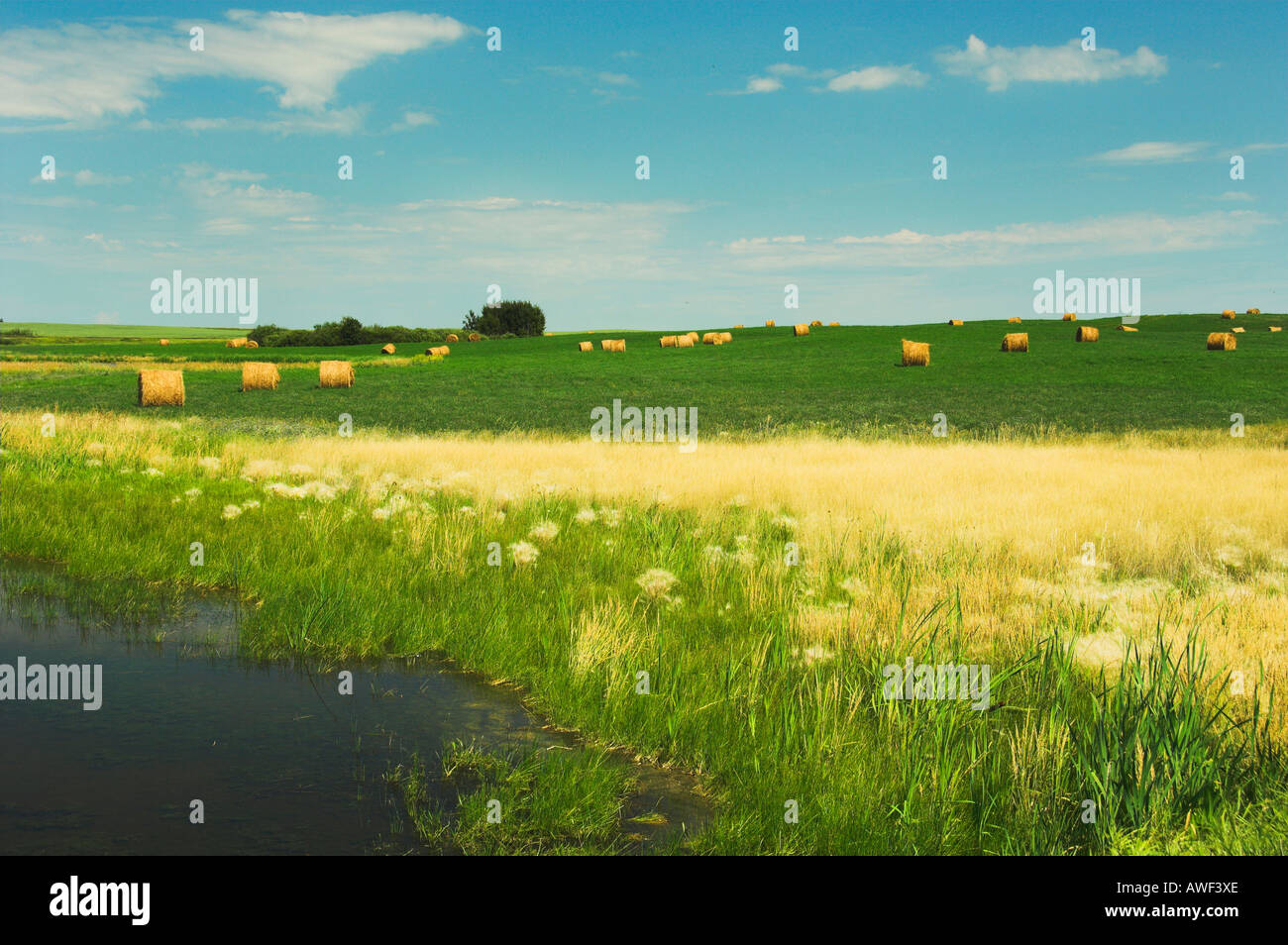 Colorful Saskatchewan Canadian prairie scenes of lakes blooming canola ...